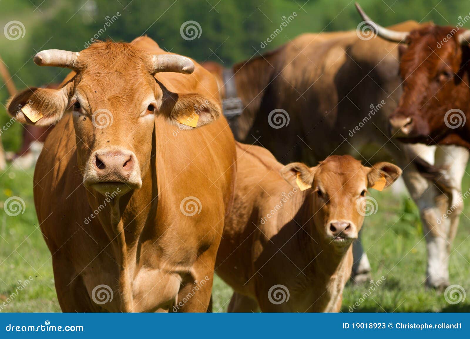 Cows in a prairie stock image. Image of countryside, mammal - 19018923