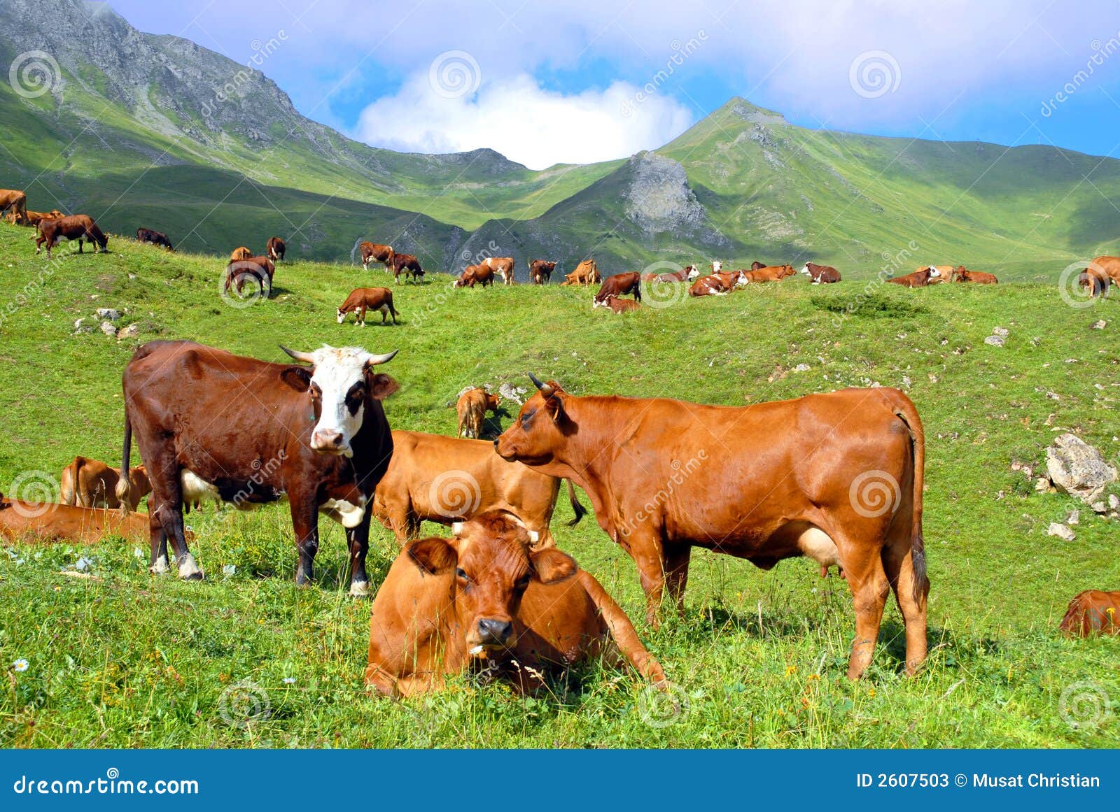 Cows in a prairie stock image. Image of herd, breeding - 2607503
