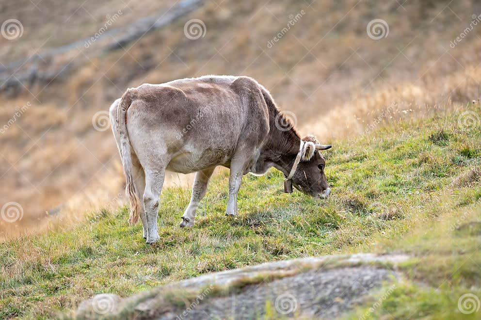 Cows in the Pyrenees in Autumn in the Countryside Stock Image - Image ...