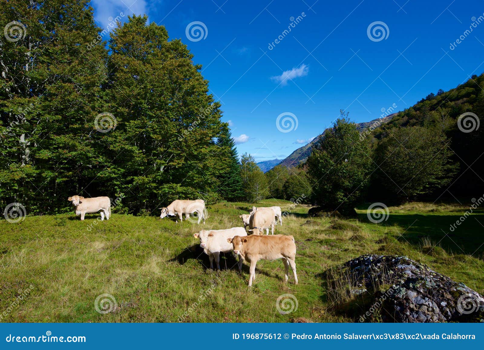 Cows in the Pyrenees stock photo. Image of cows, nature - 196875612