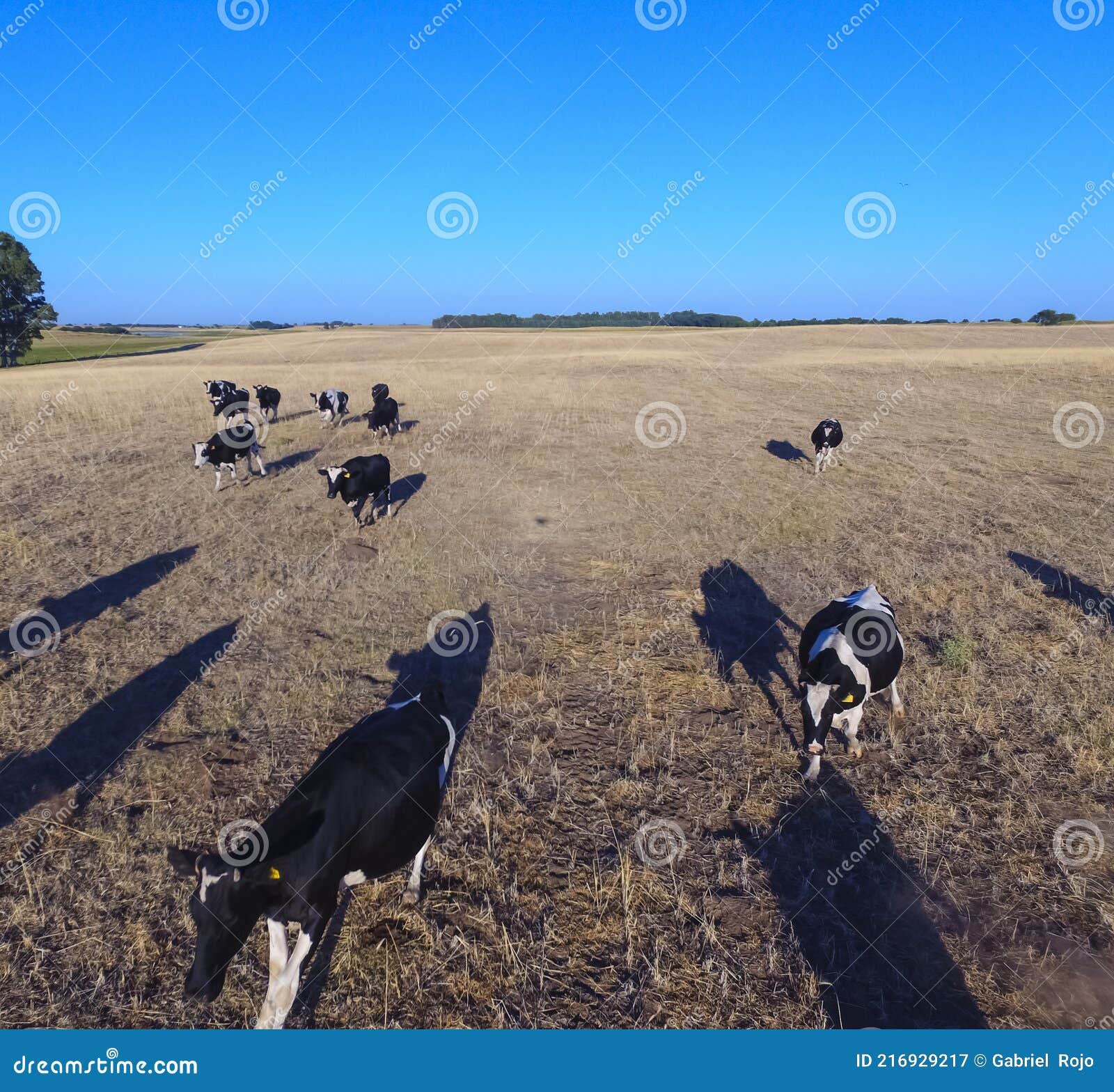 Cows and Birds in Flight, Cattle Egret Flock, Stock Image - Image of ...