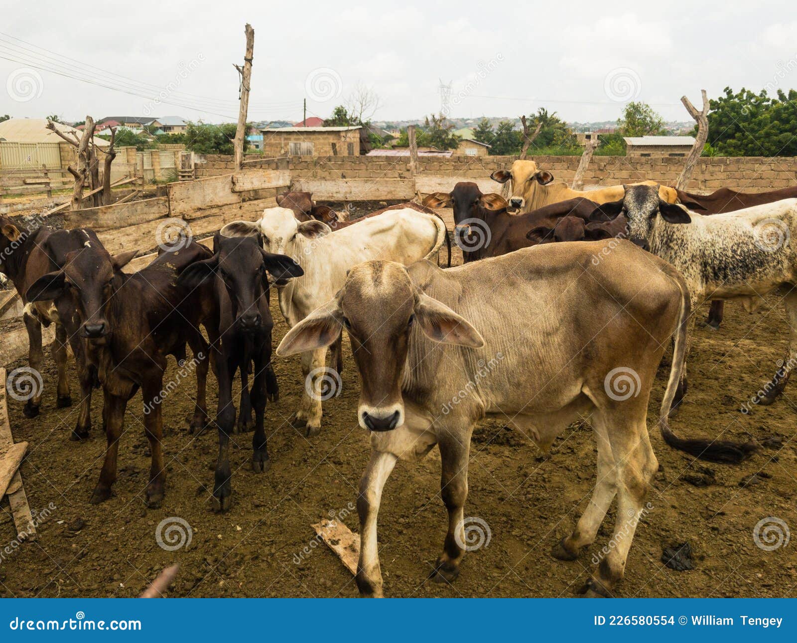 Cows stock photo. Image of accra, brown, food, cattle - 226580554