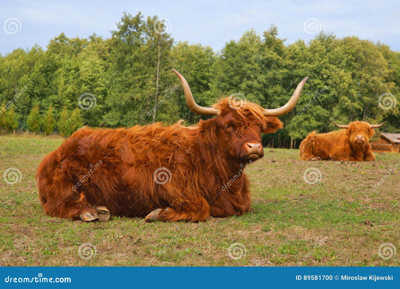 Cows, Red Highland Cattle Scottish Gaelic Lying on Pasture Stock Photo ...