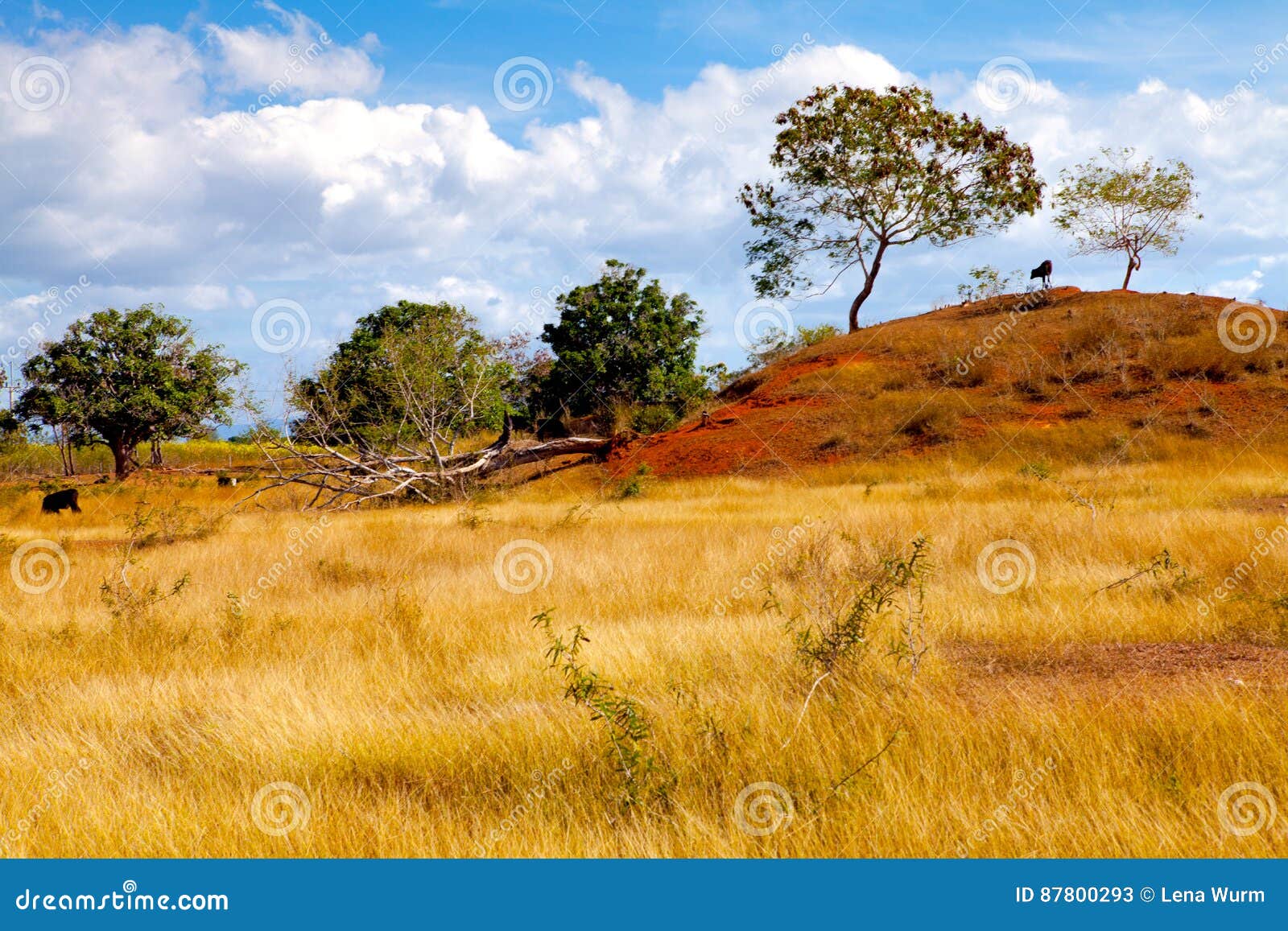 Cows in the Red Soil Landscape in Cuba Stock Image - Image of real ...