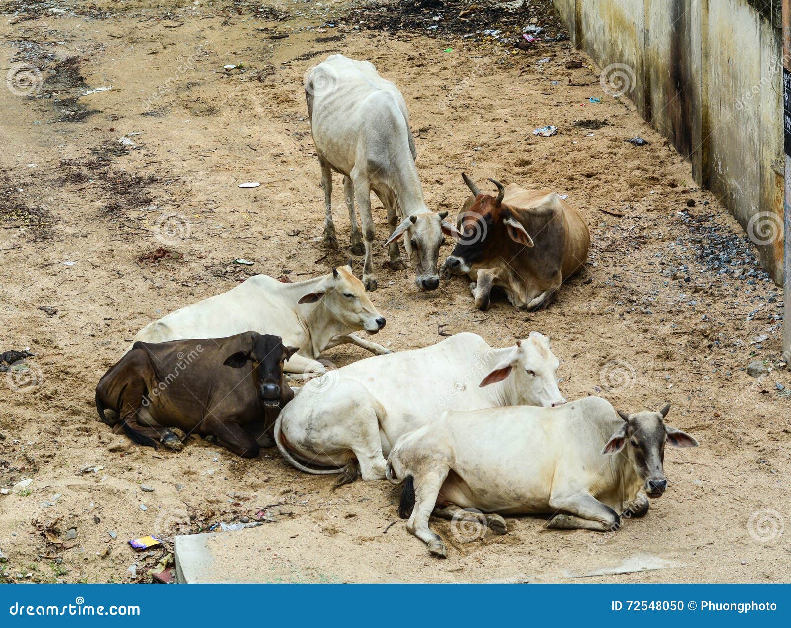 Cows Relax on Street in Delhi, India Stock Photo - Image of people ...