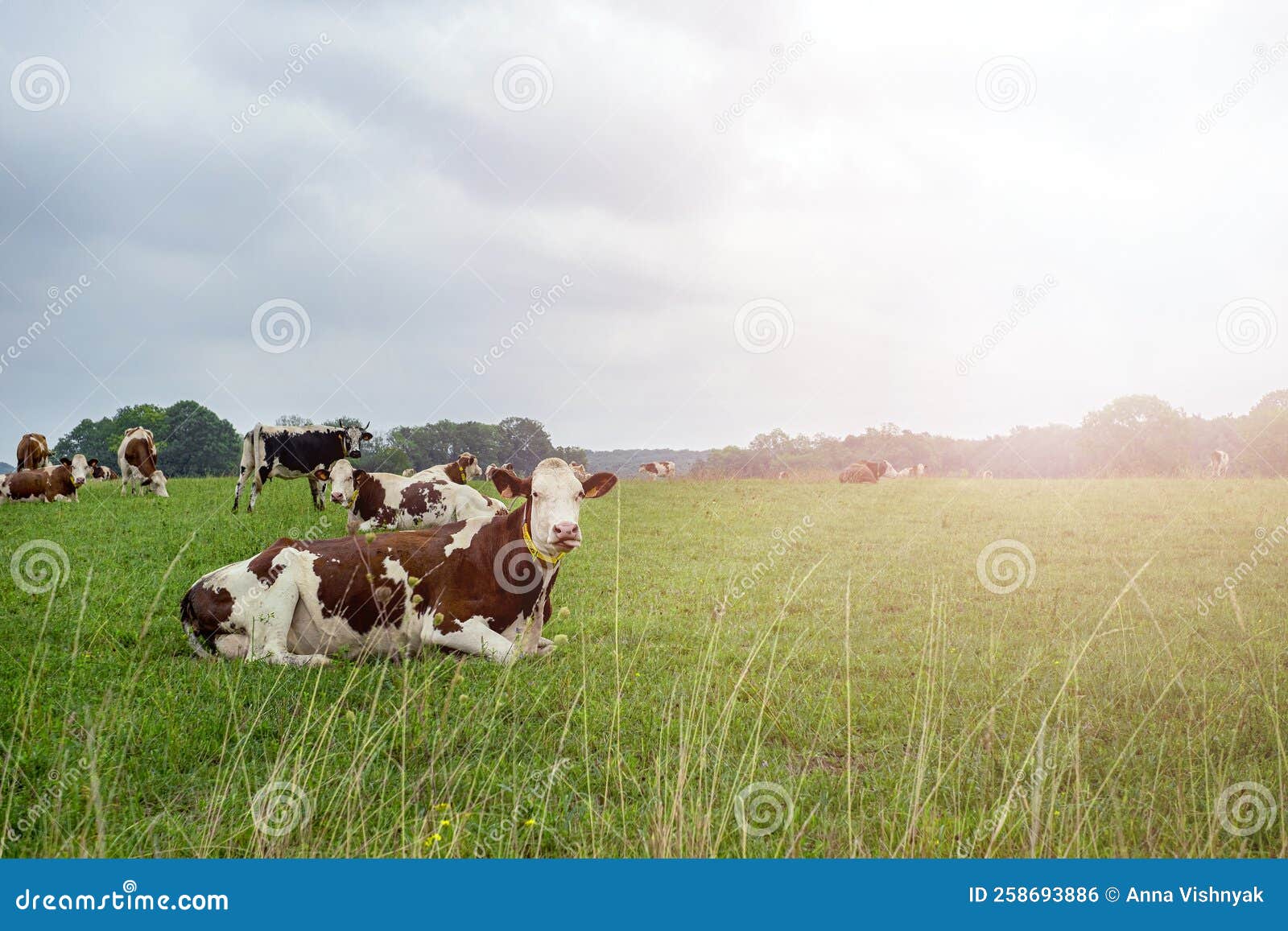 Cows Relaxed on Pasture in the Green Meadow Stock Photo - Image of ...