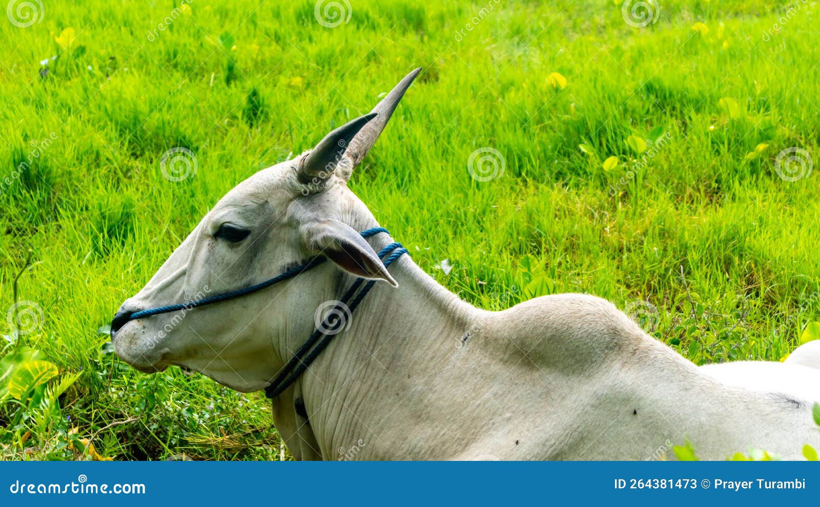 Cows Relaxing on Green Grass Stock Image - Image of dutch, misty: 264381473