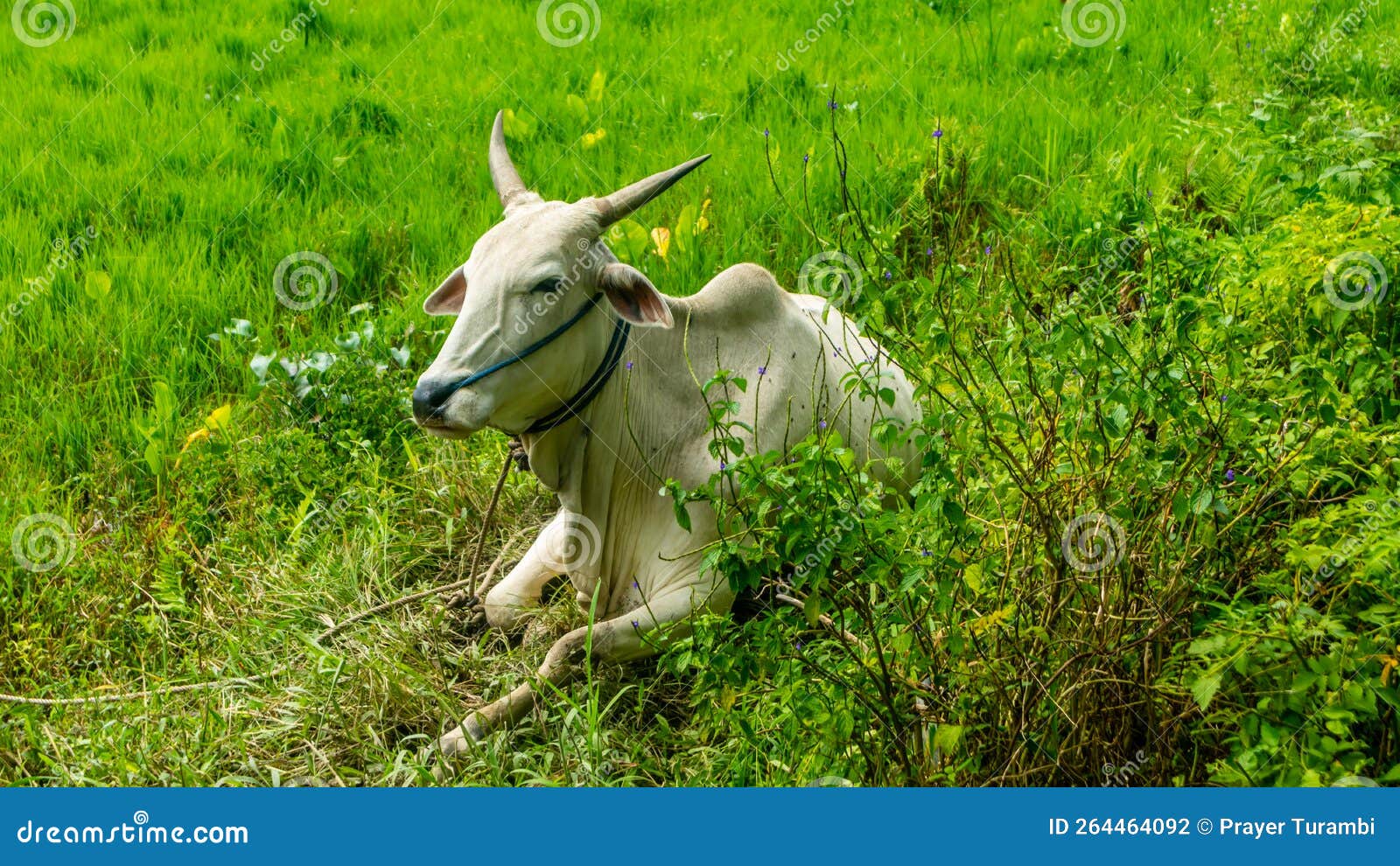 Cows Relaxing on Green Grass Stock Photo - Image of green, nature ...