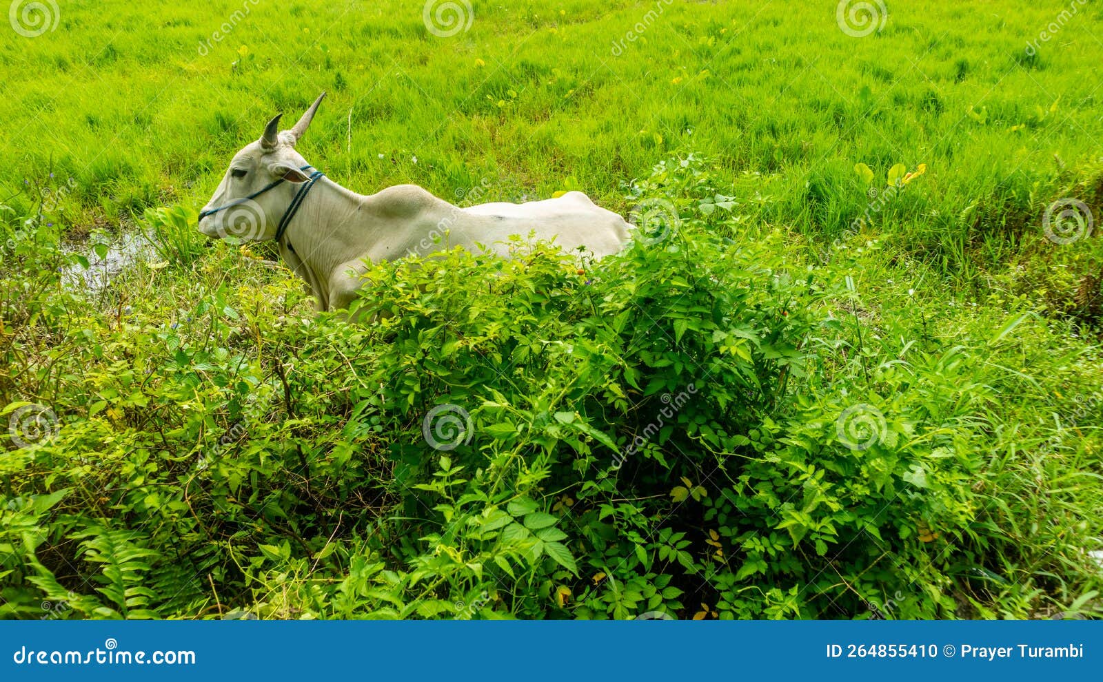 Cows Relaxing on Green Grass Stock Photo - Image of animal, grass ...