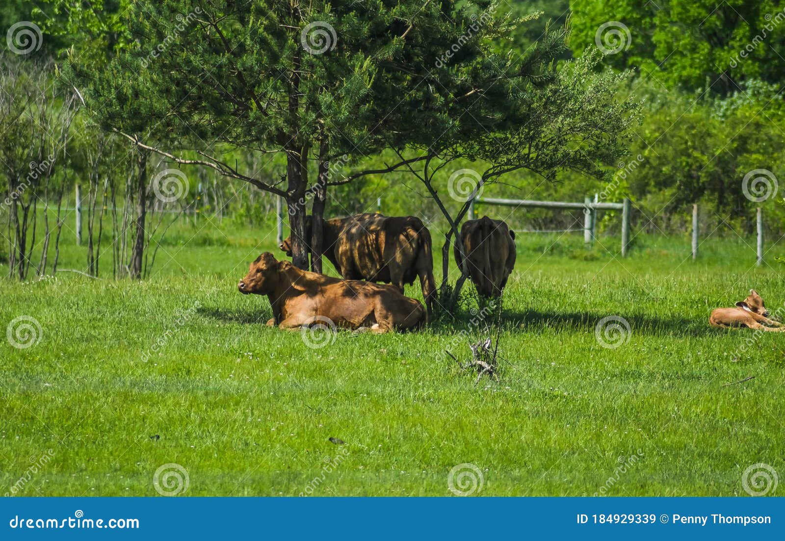 Cows relaxing under a tree stock image. Image of animals - 184929339