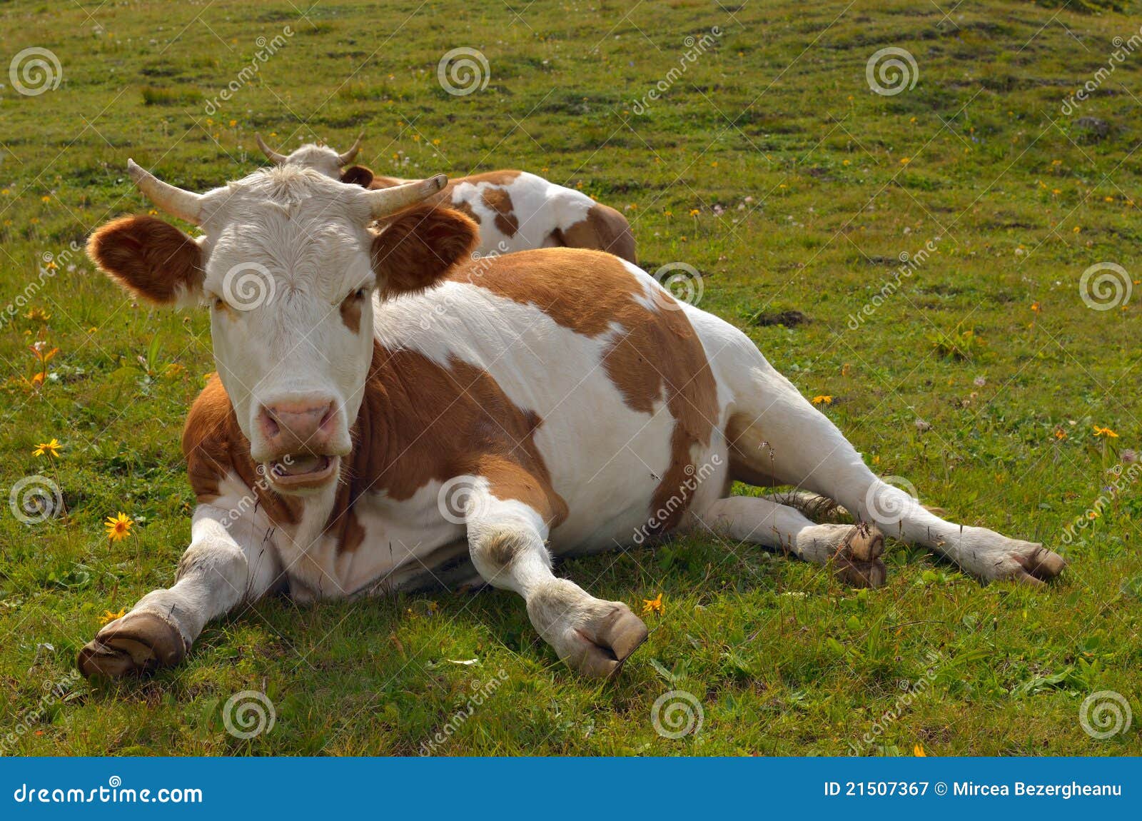 Cows resting stock image. Image of mammal, austria, mountain - 21507367