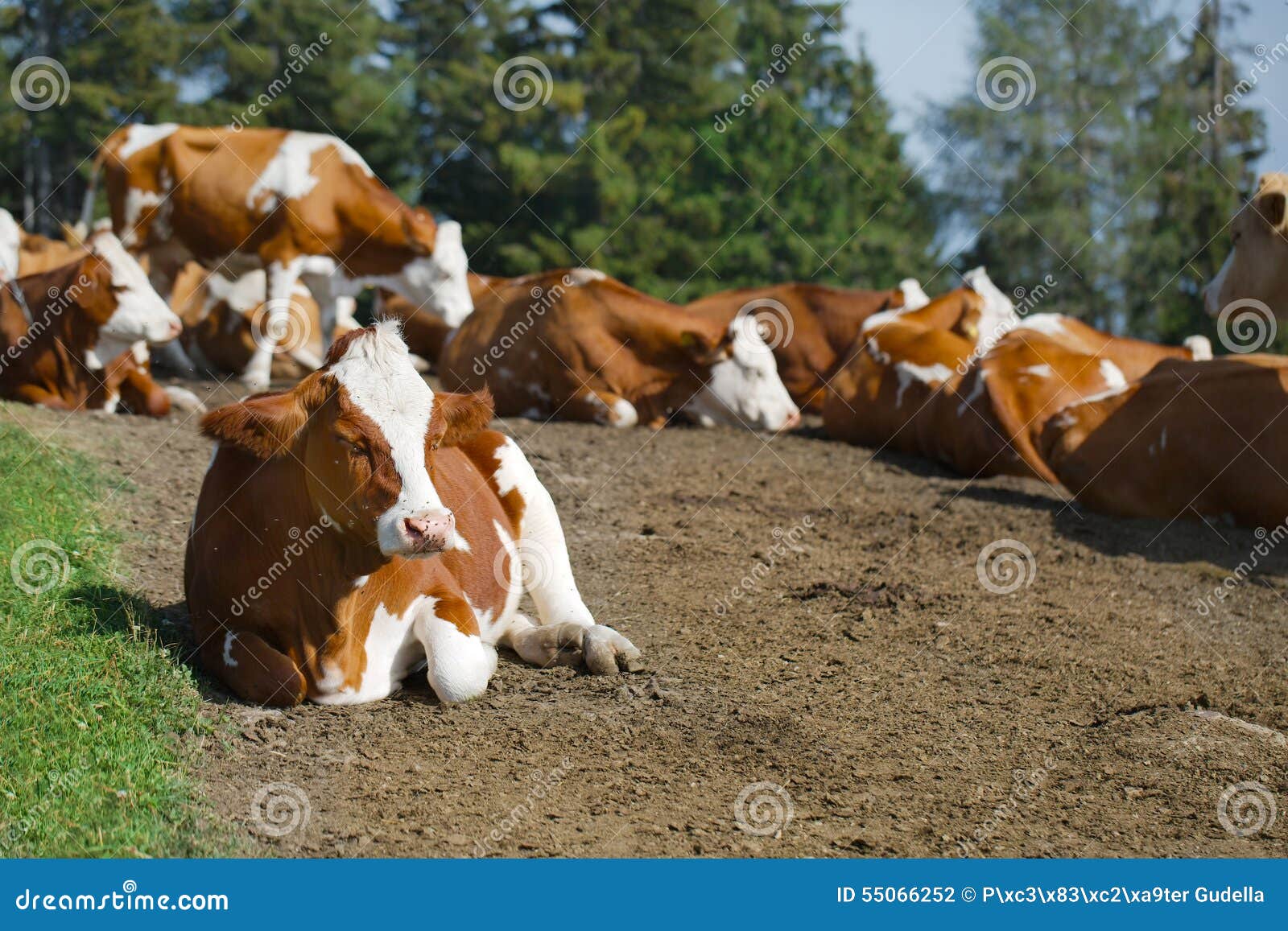 Cows resting stock photo. Image of austria, countryside - 55066252