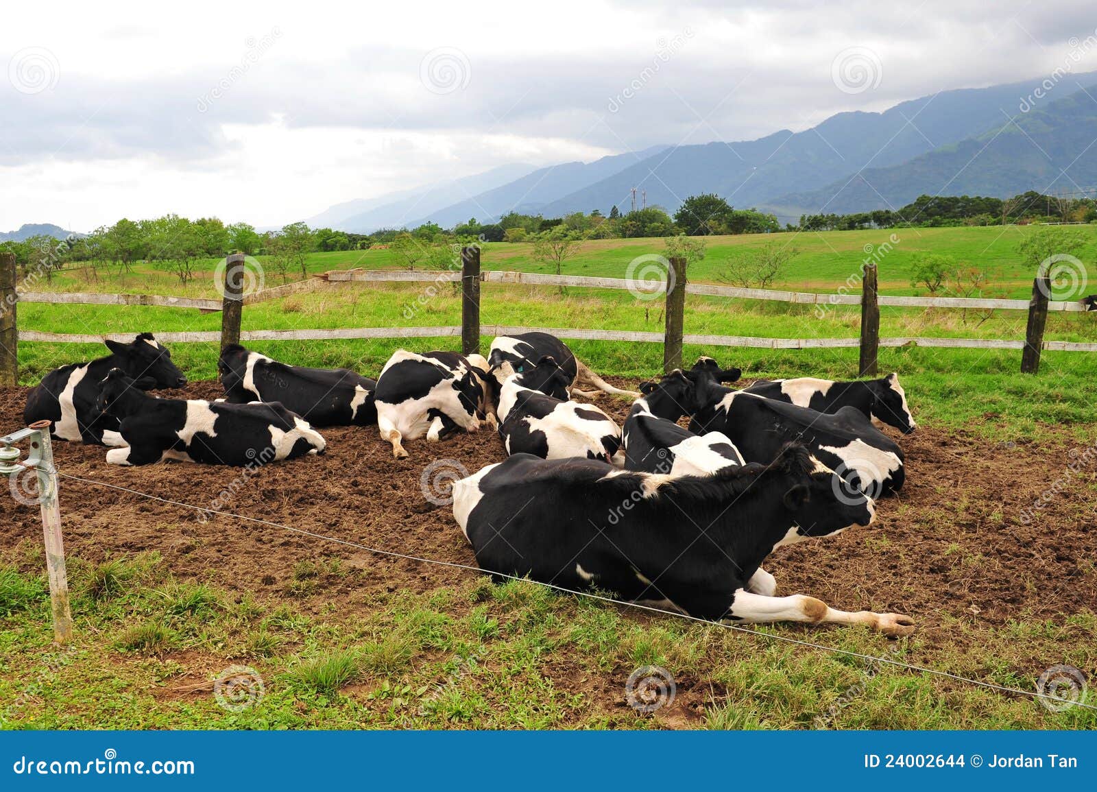 Cows resting in a farm stock photo. Image of farm, grass - 24002644