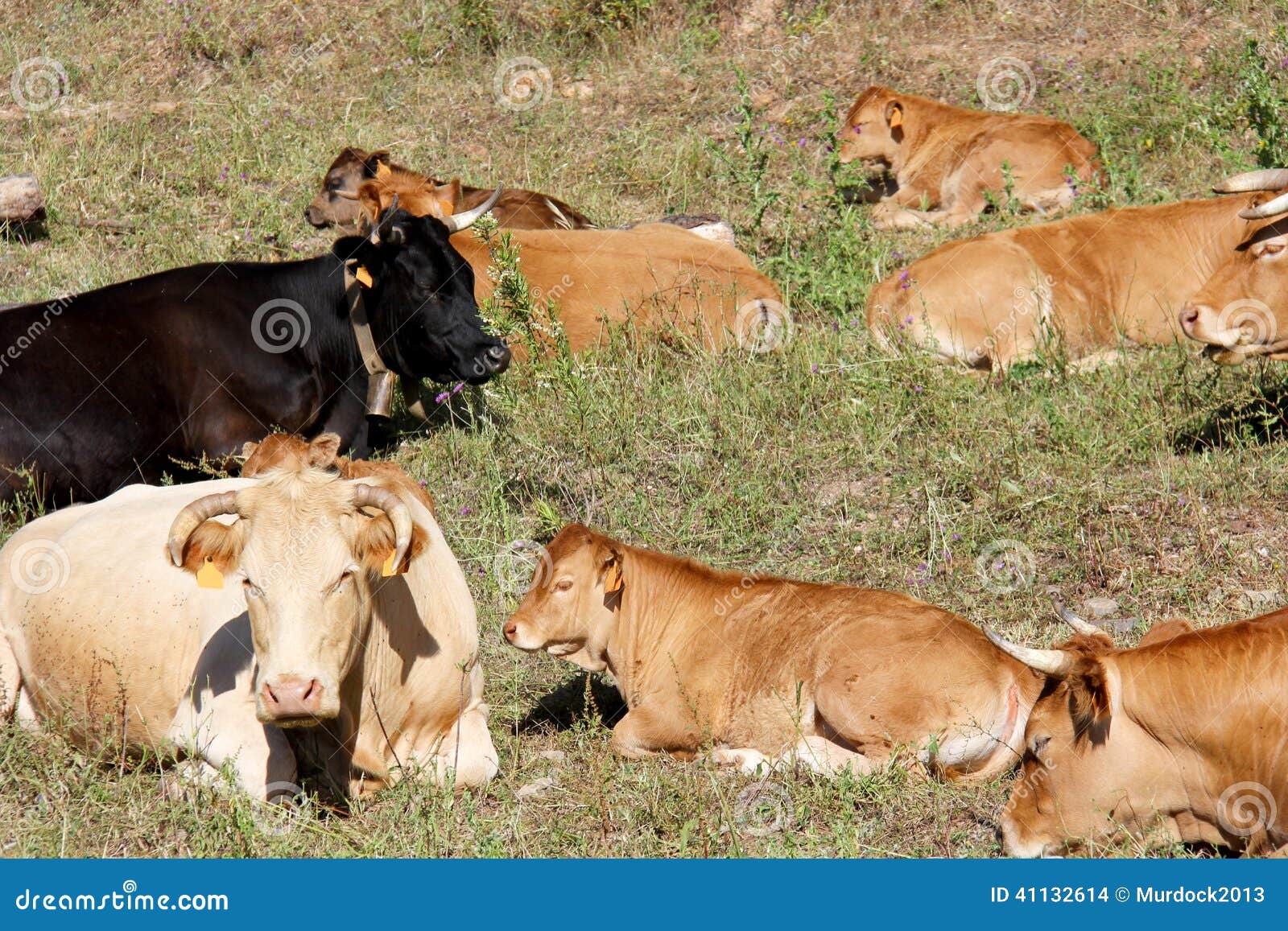 Cows resting in a field stock photo. Image of horn, brown - 41132614