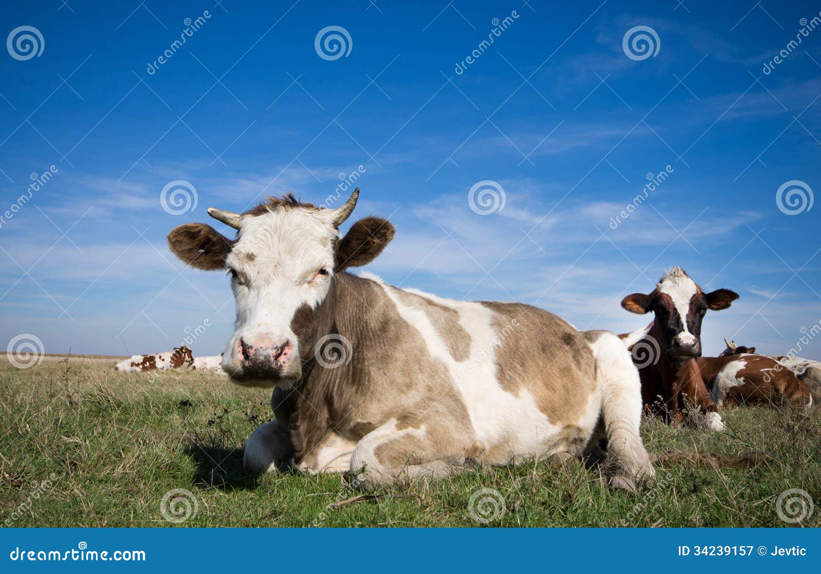 Cows resting stock image. Image of field, country, agriculture - 34239157