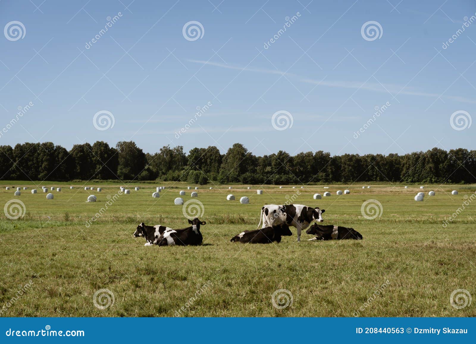 The Cows are Resting in the Pasture. View on the Background of Meadows ...