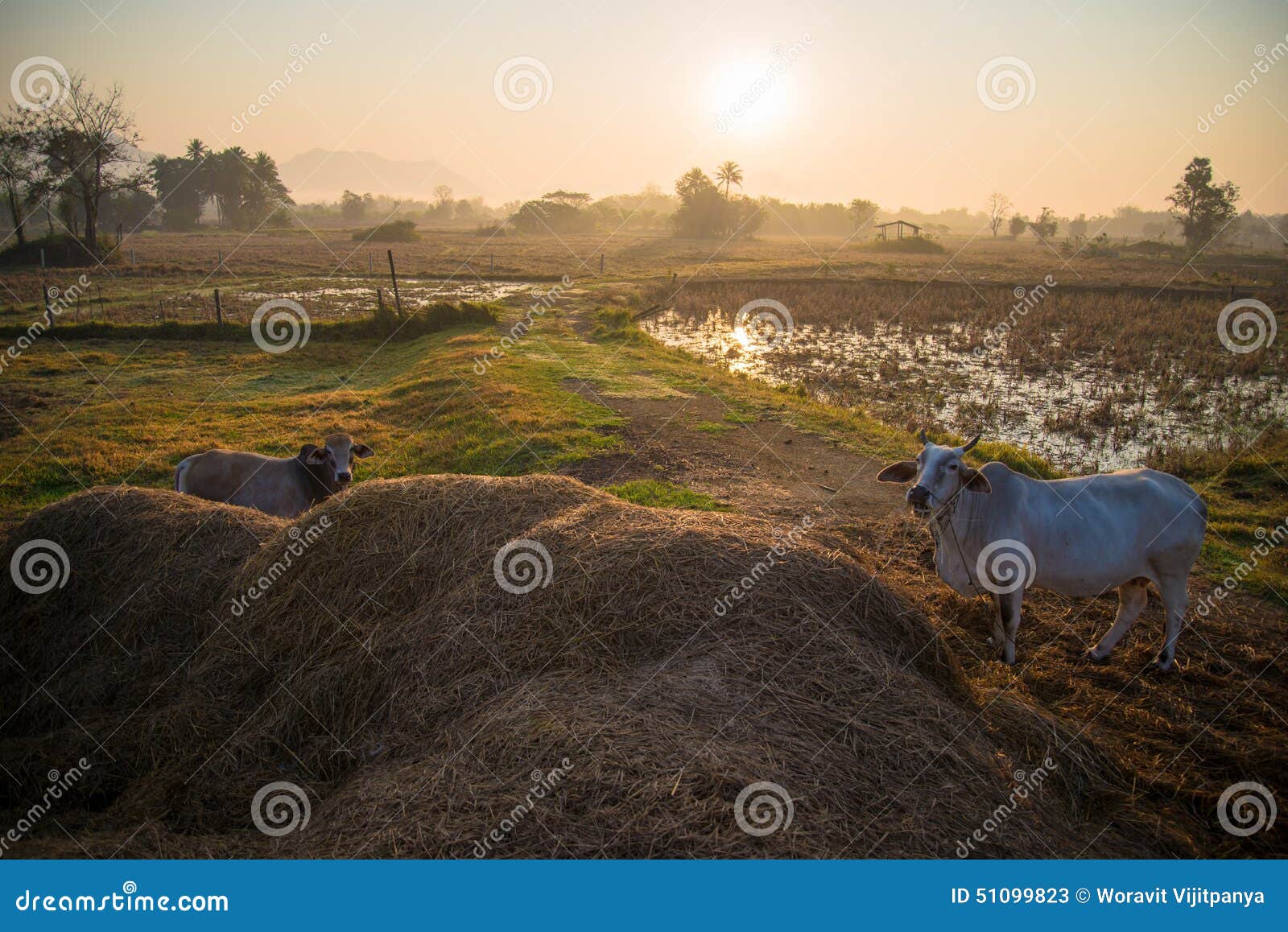 Cows in rice fields stock image. Image of animal, herd - 51099823