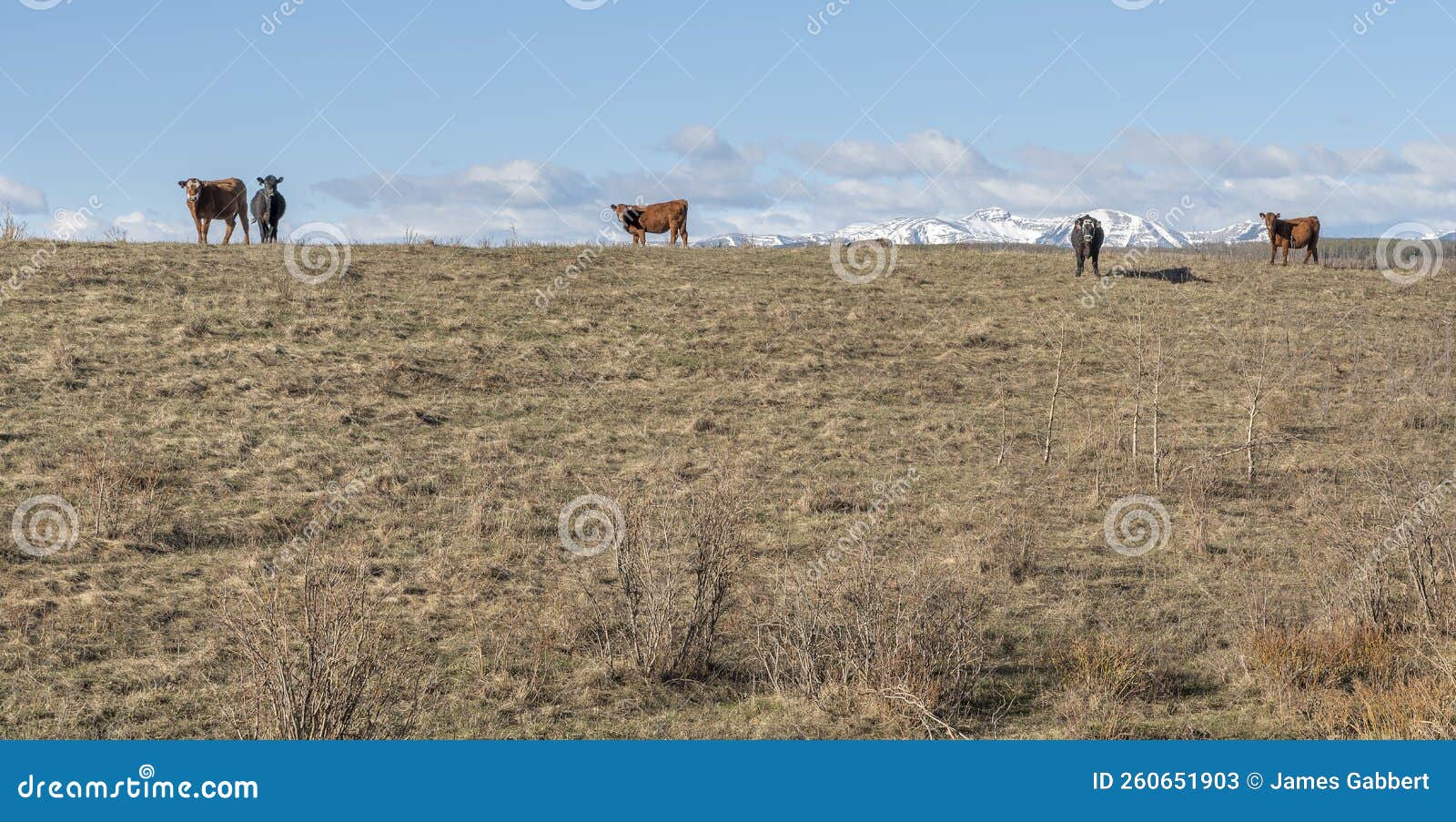 Cows on a Ridge in Alberta stock image. Image of ridge - 260651903