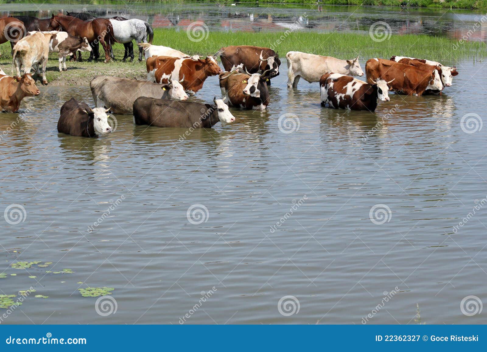Cows on river stock image. Image of animal, agriculture - 22362327