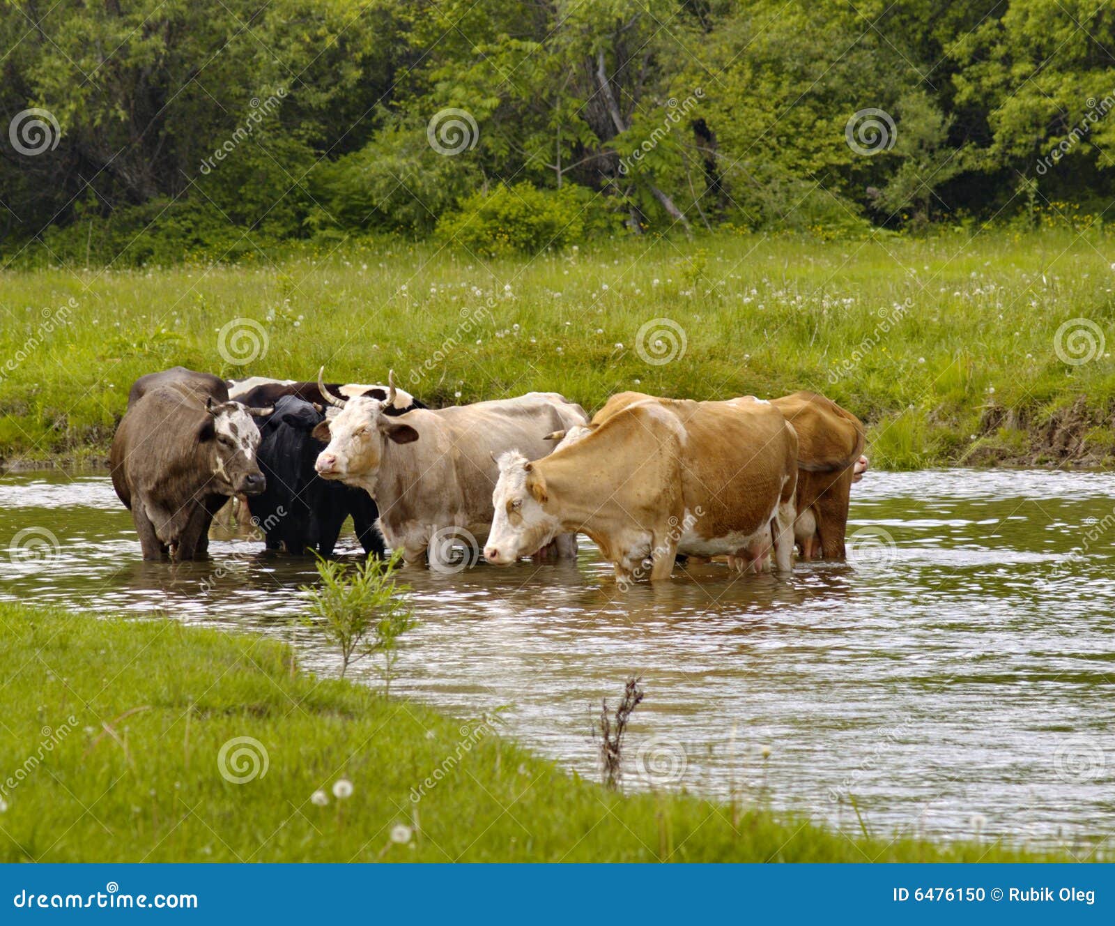 Cows At The River Picture. Image: 6476150