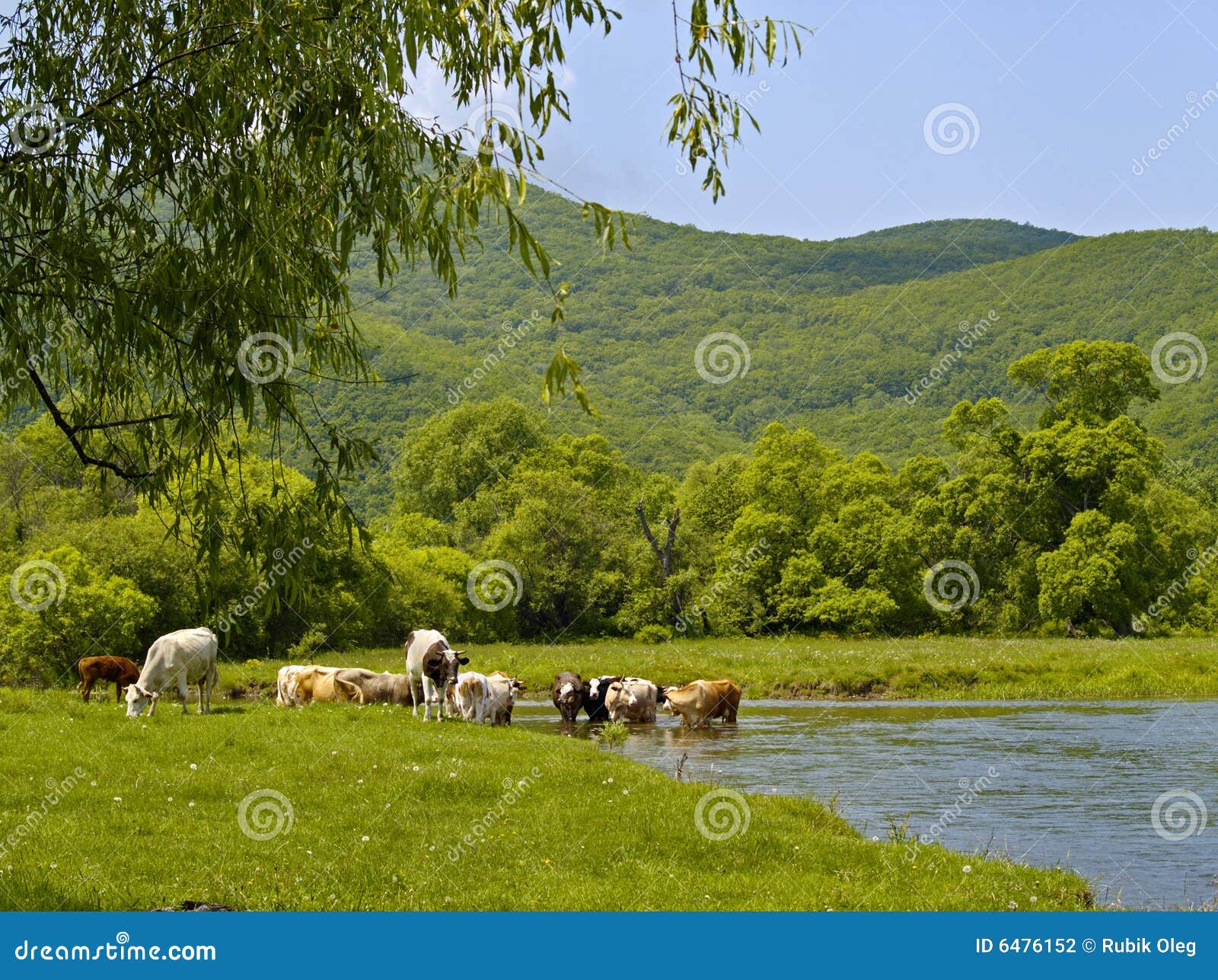 Cows at the river stock photo. Image of herd, livestock - 6476152