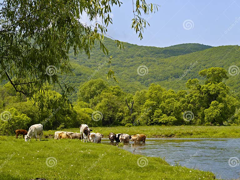 Cows at the river stock photo. Image of herd, livestock - 6476152