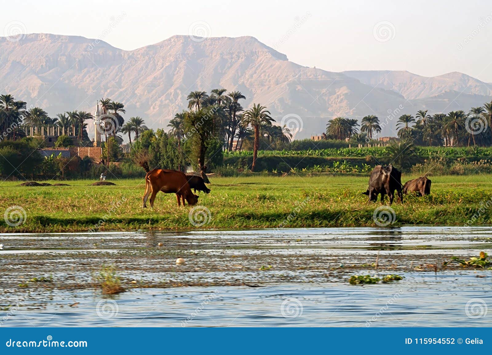 Cows on River Bank Nile in Egypt Stock Photo - Image of delta, chaw ...