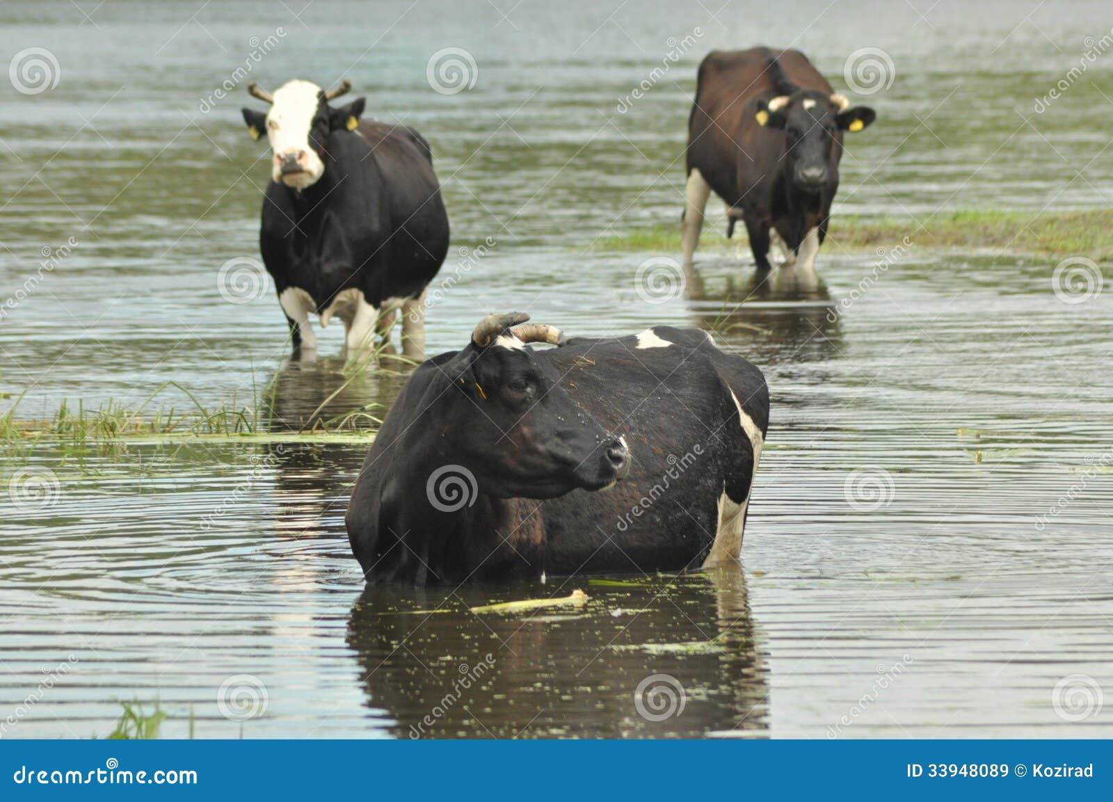 Cows in the river Bug stock image. Image of mammal, grazing - 33948089