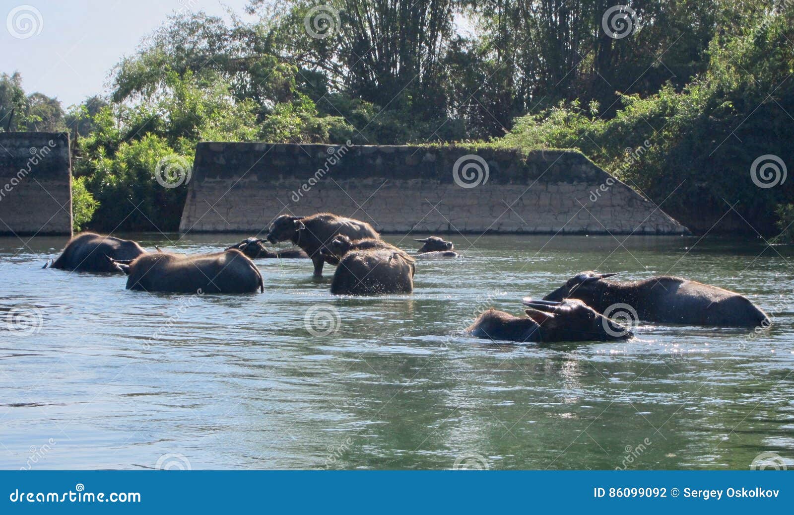Cows in the river stock photo. Image of laos, coast, trees - 86099092