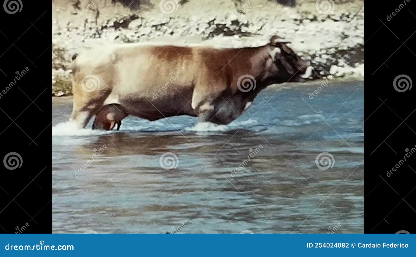 Cows on the River Grazing in the 60s Stock Footage - Video of cattle ...