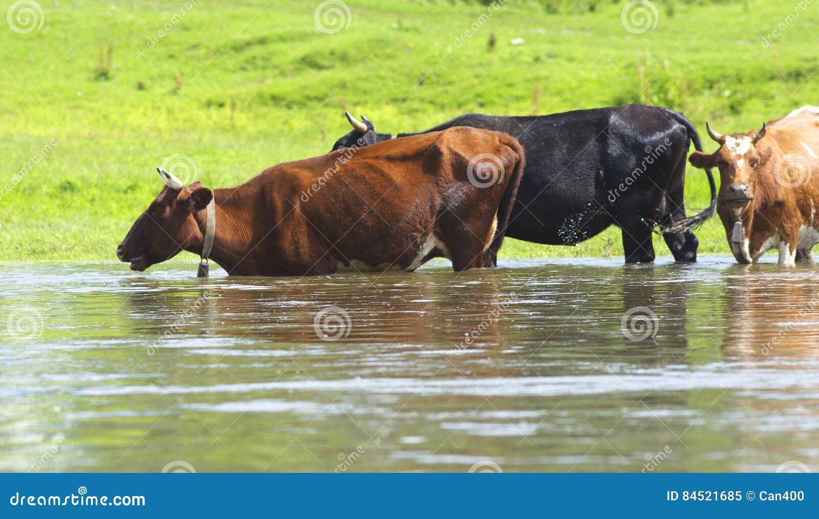 Cows in the river. stock image. Image of lifestyle, elderly - 84521685