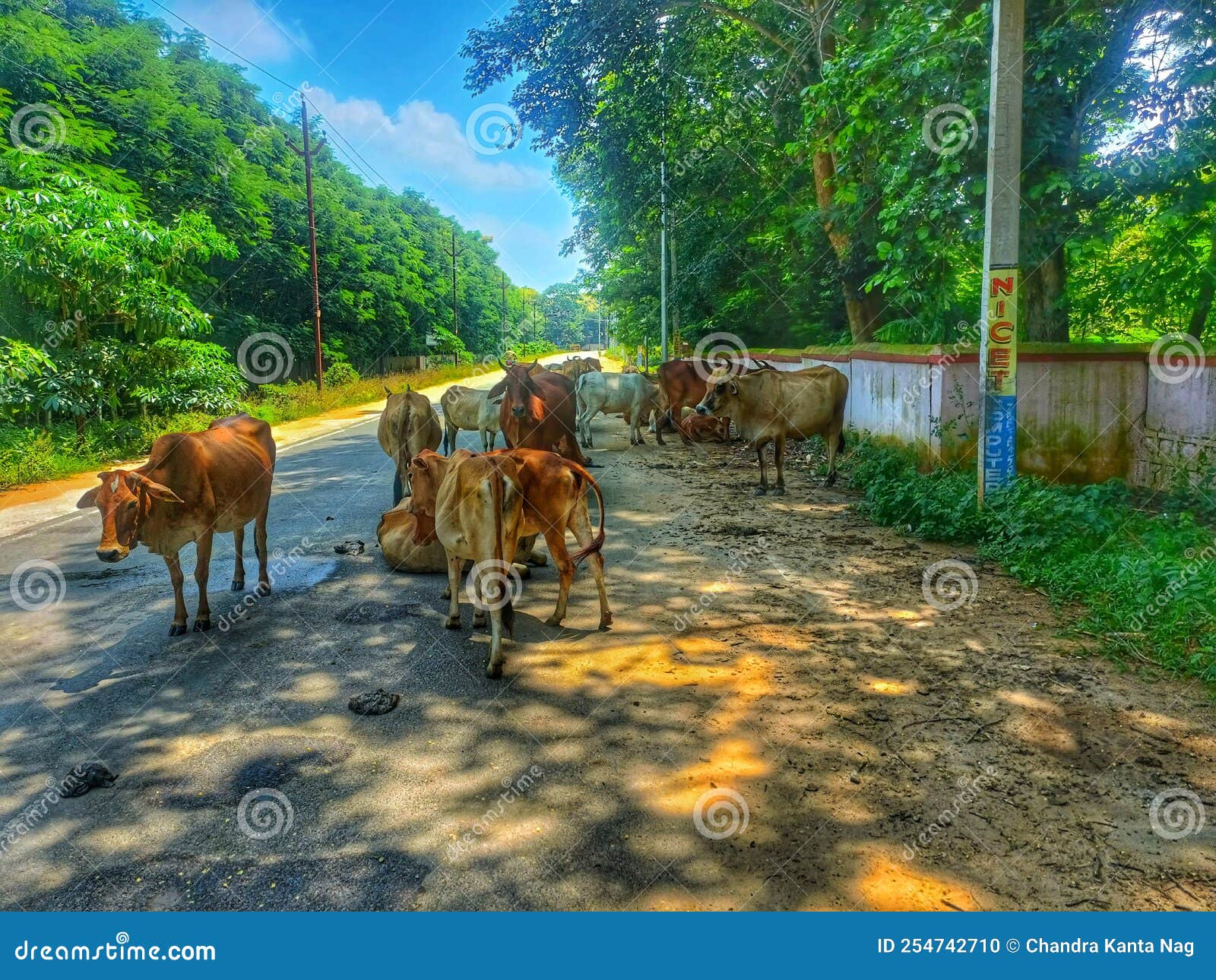 The Cows are on the Roadside Editorial Image - Image of nature, pasture ...