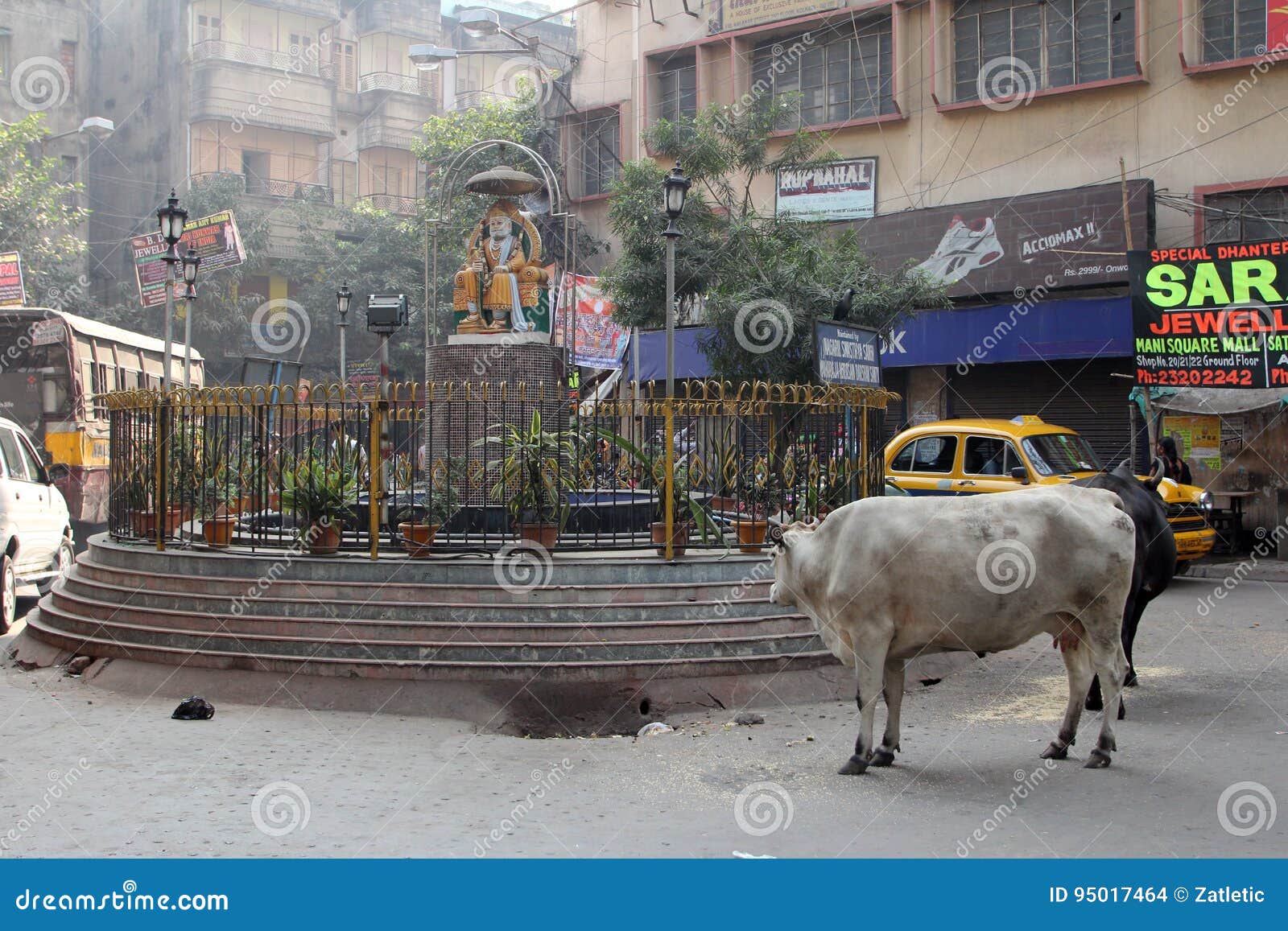Cows Roam the Streets of Kolkata Editorial Stock Image - Image of ...