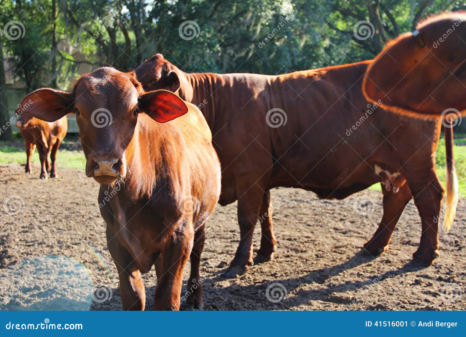 Cows roaming stock image. Image of economy, grassland - 41516001