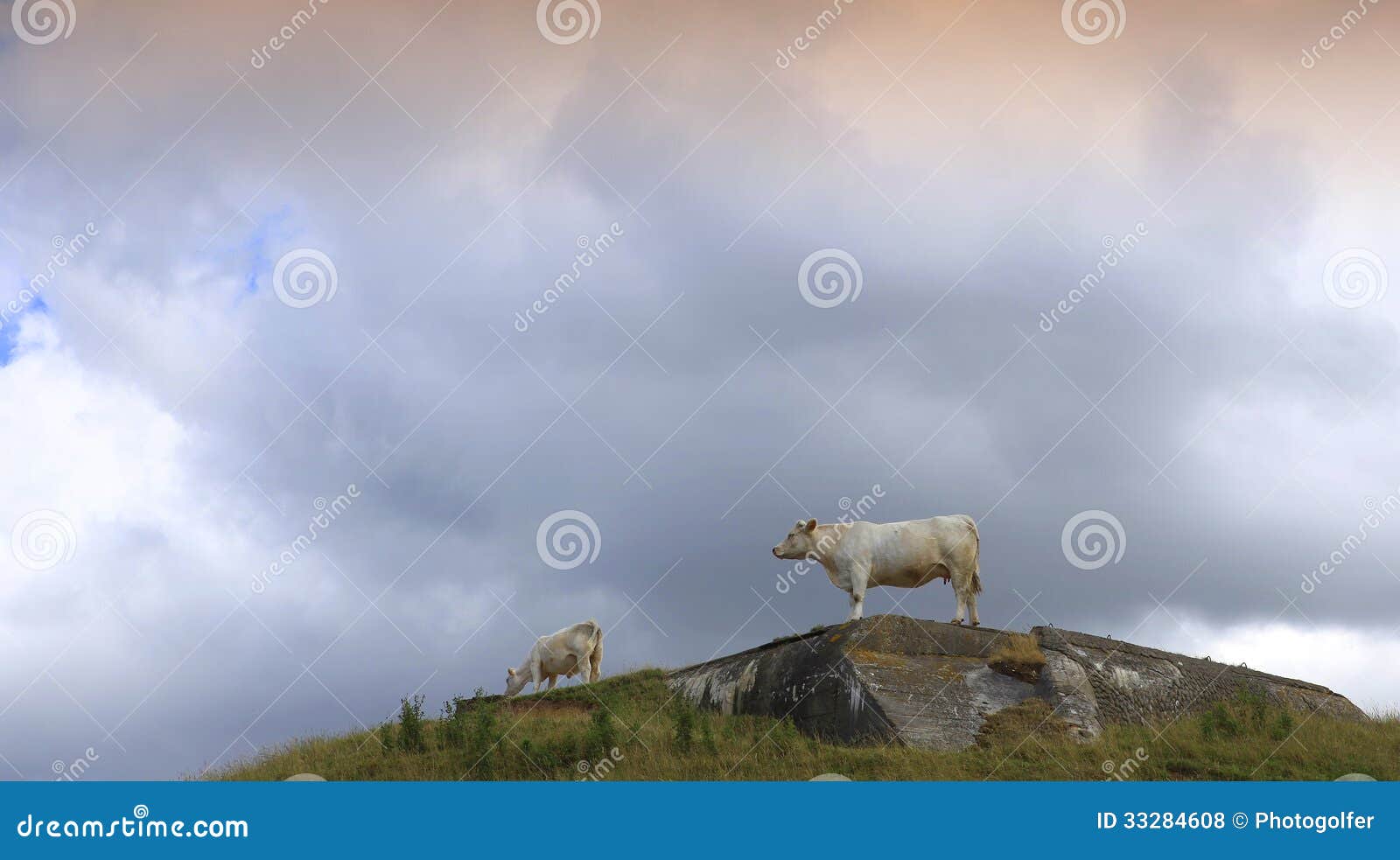 Cows on a rock in normandy stock photo. Image of farm - 33284608
