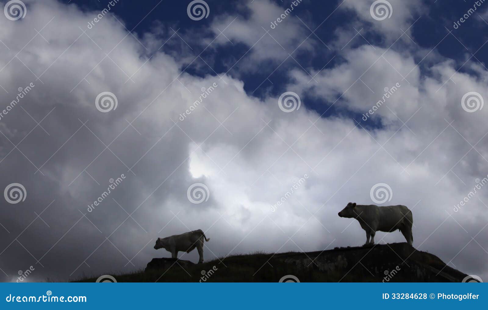 Cows on a rock in normandy stock photo. Image of grassland - 33284628