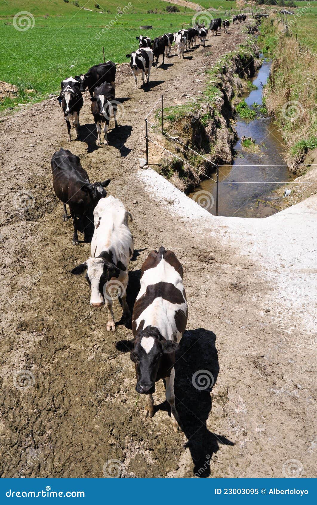 Cows in row stock image. Image of cattle, country, livestock - 23003095