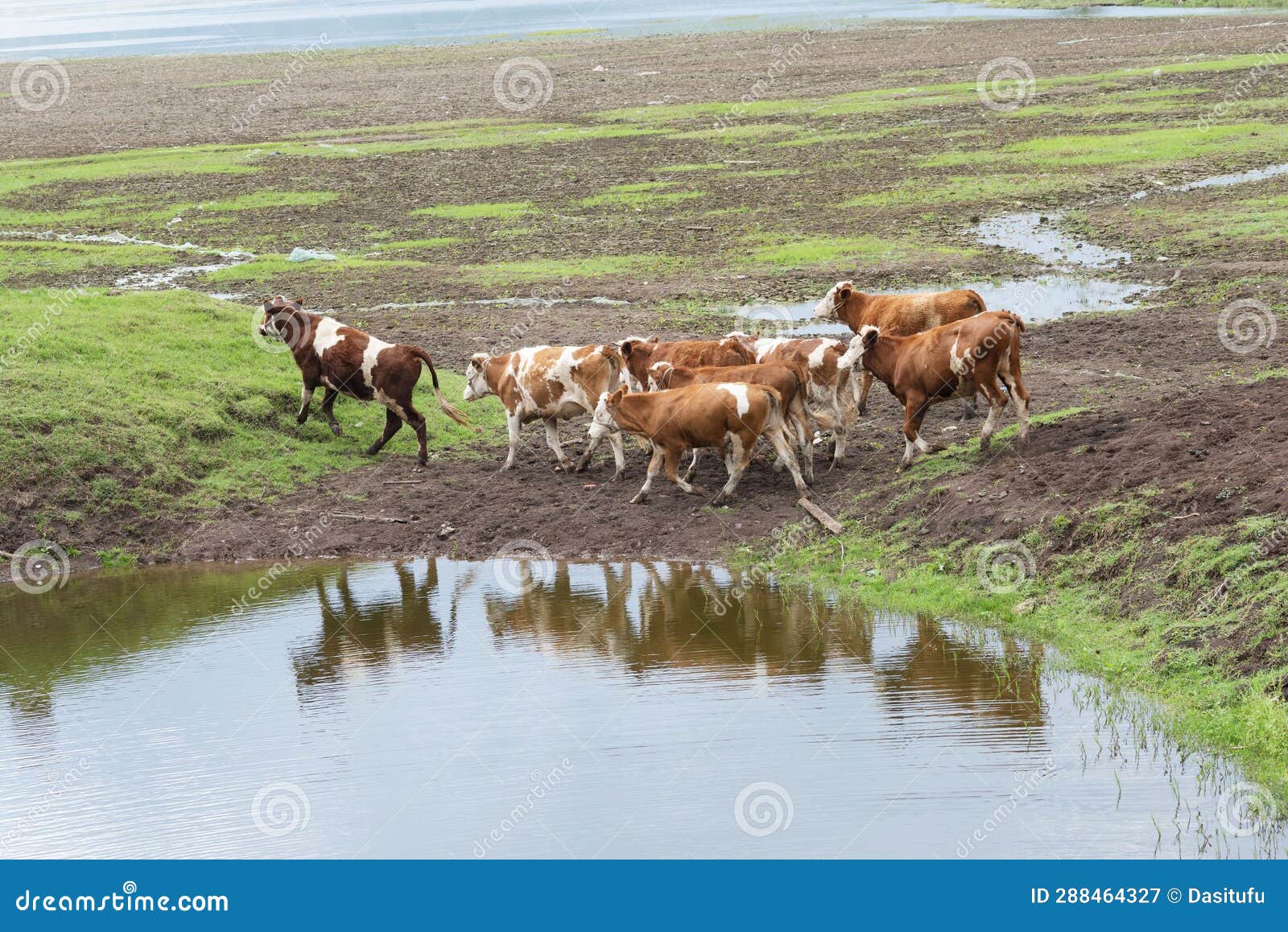 Cows Running for More Grass with Reflection in Water Stock Image ...