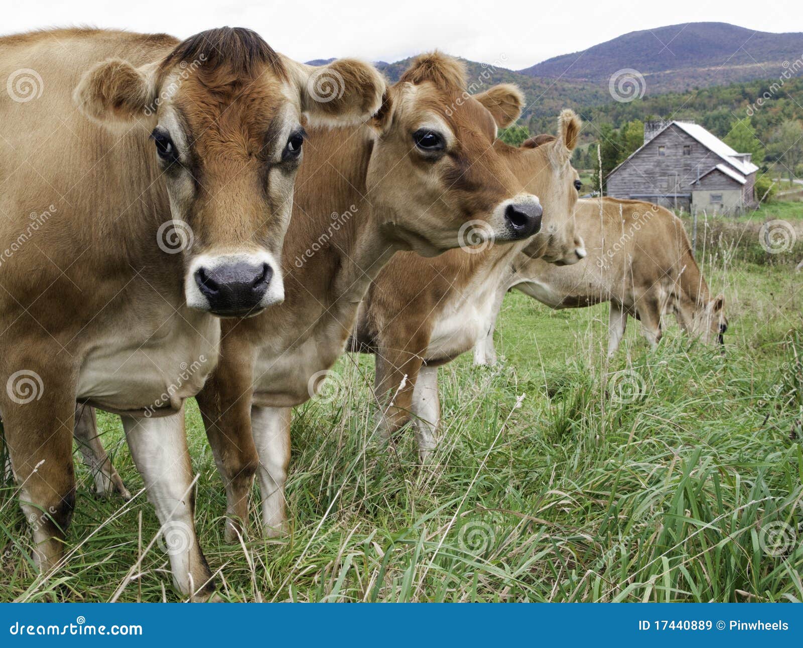 Cows in a Rural Field stock image. Image of pasture, farm - 17440889