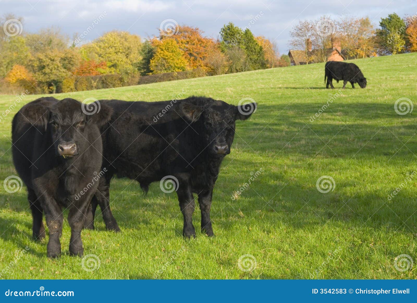 Cows in rural setting stock image. Image of land, farming - 3542583