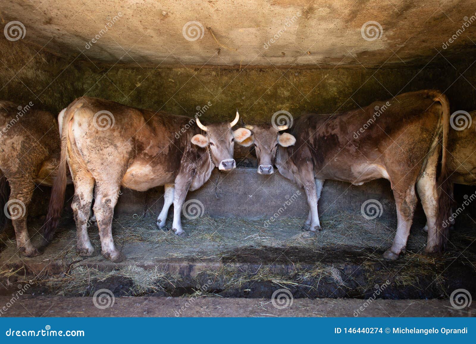 Cows in a Rural Stable in Northern Italy Stock Photo - Image of local ...