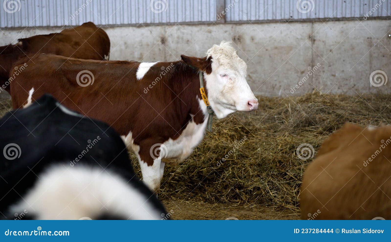 Cows on a Russian Farm in Winter. Cow in the Paddock in the Winter ...