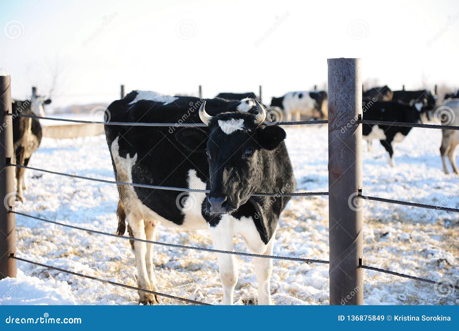 Cows on a Russian Farm in Winter Stock Image - Image of calf, walking ...