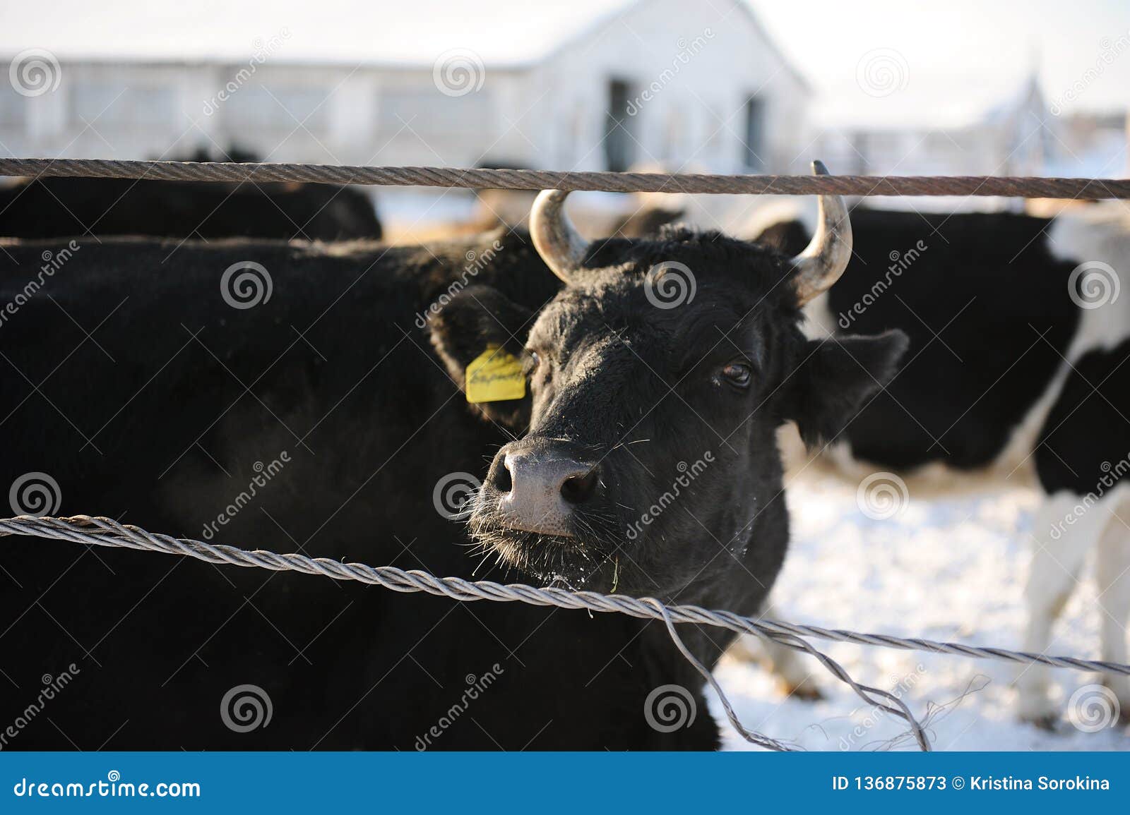 Cows on a Russian Farm in Winter Stock Image - Image of paddock, walk ...