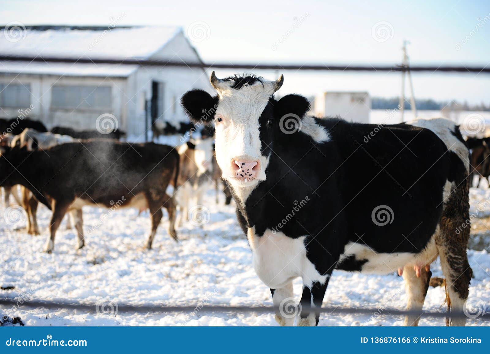 Cows on a Russian Farm in Winter Stock Photo - Image of fencing ...