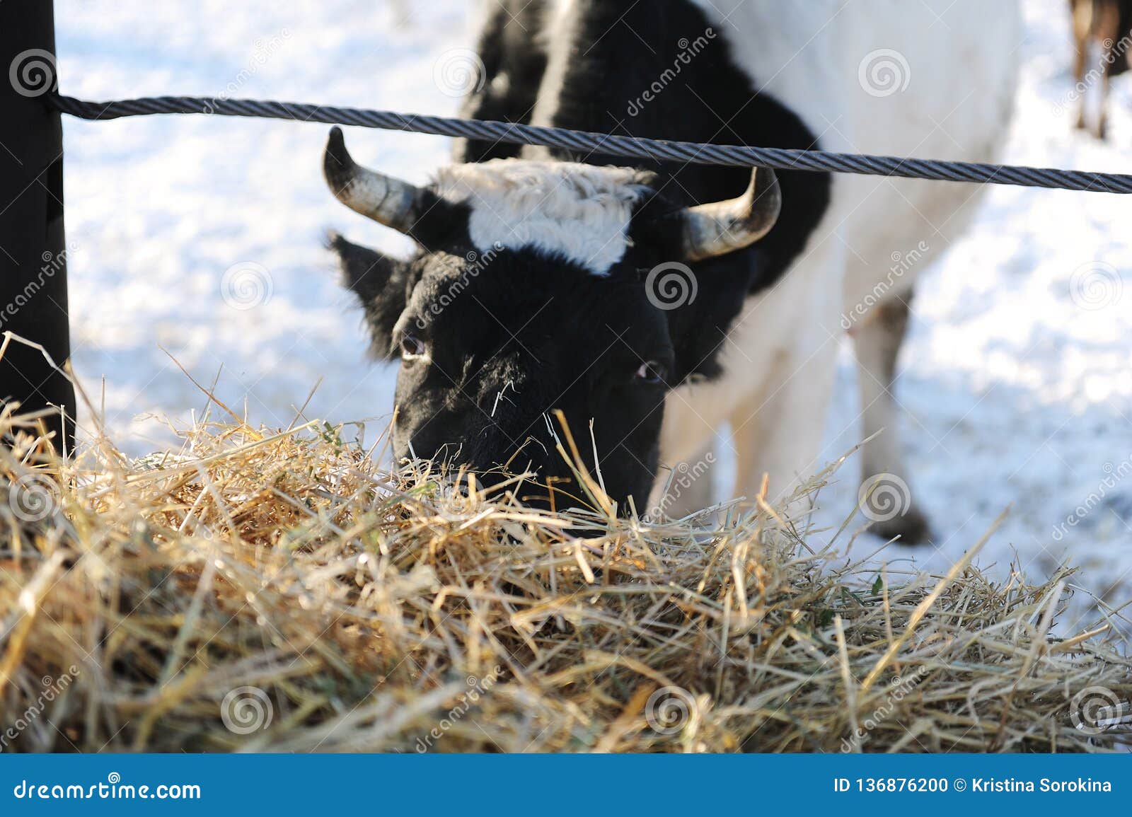 Cows on a Russian Farm in Winter Stock Photo - Image of stall, bull ...