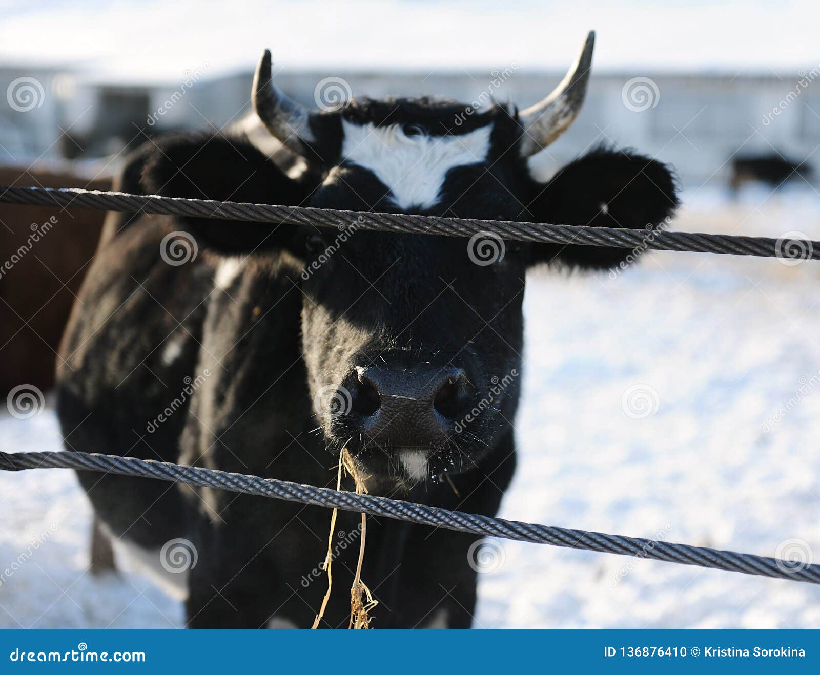 Cows on a Russian Farm in Winter Stock Photo - Image of cattle, feed ...