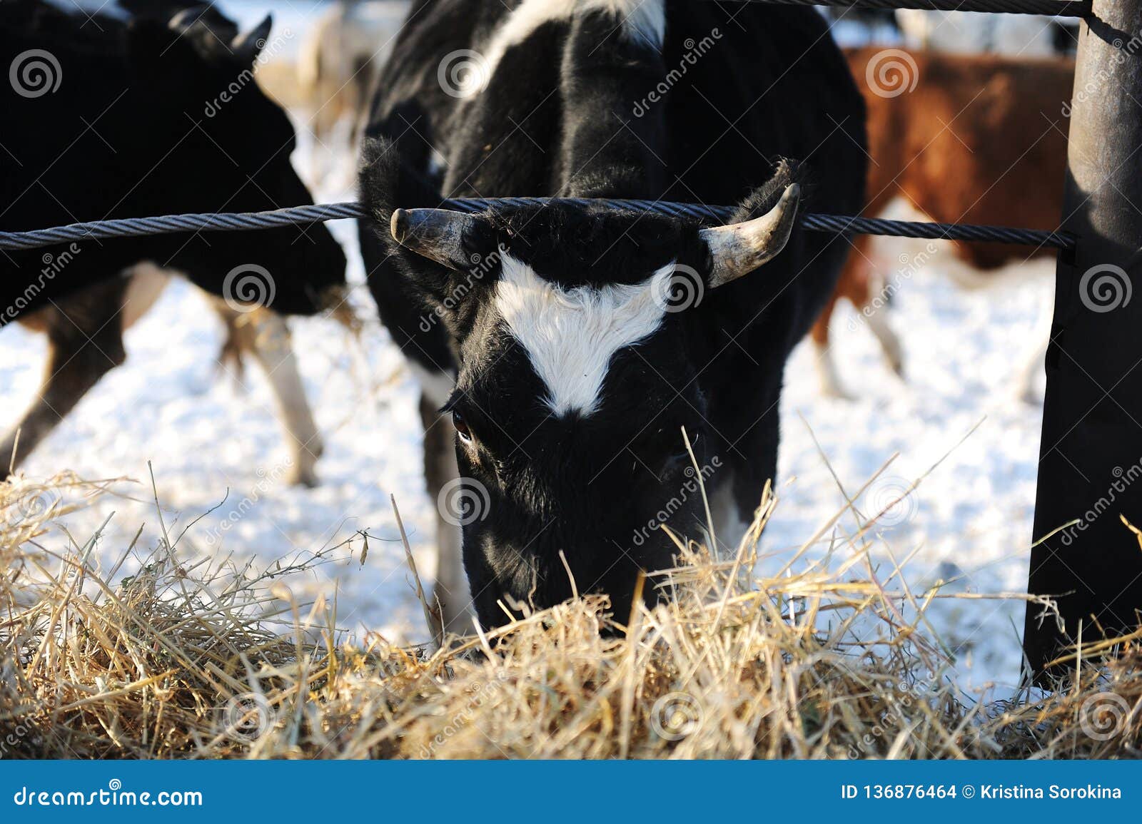 Cows on a Russian Farm in Winter Stock Photo - Image of milk, dairy ...