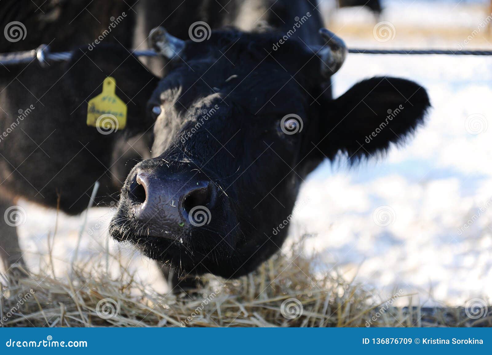 Cows on a Russian Farm in Winter Stock Image - Image of winter, wire ...