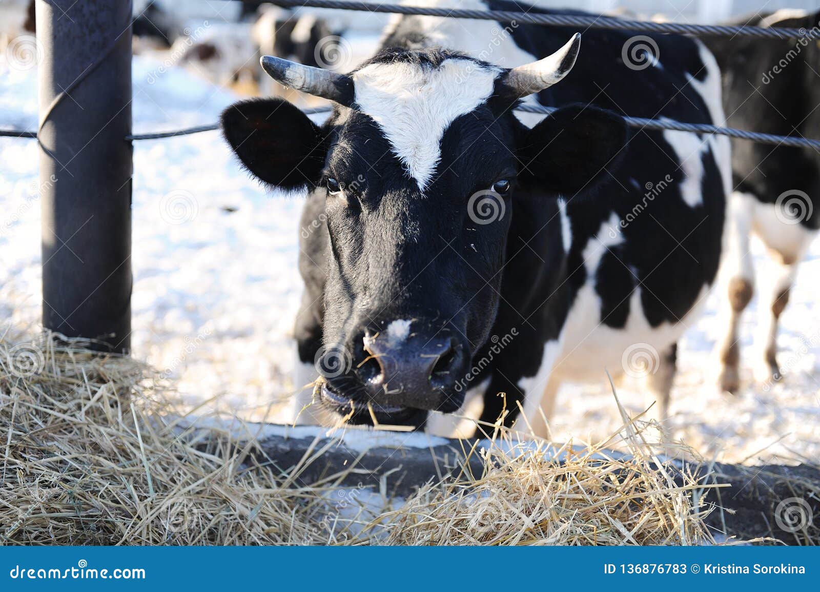 Cows on a Russian Farm in Winter Stock Image - Image of stall, cows ...